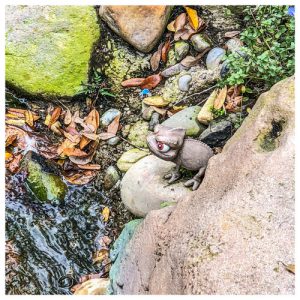 Finding the Hidden Pascals of Fantasyland in the Magic Kingdom ~ Pins ...